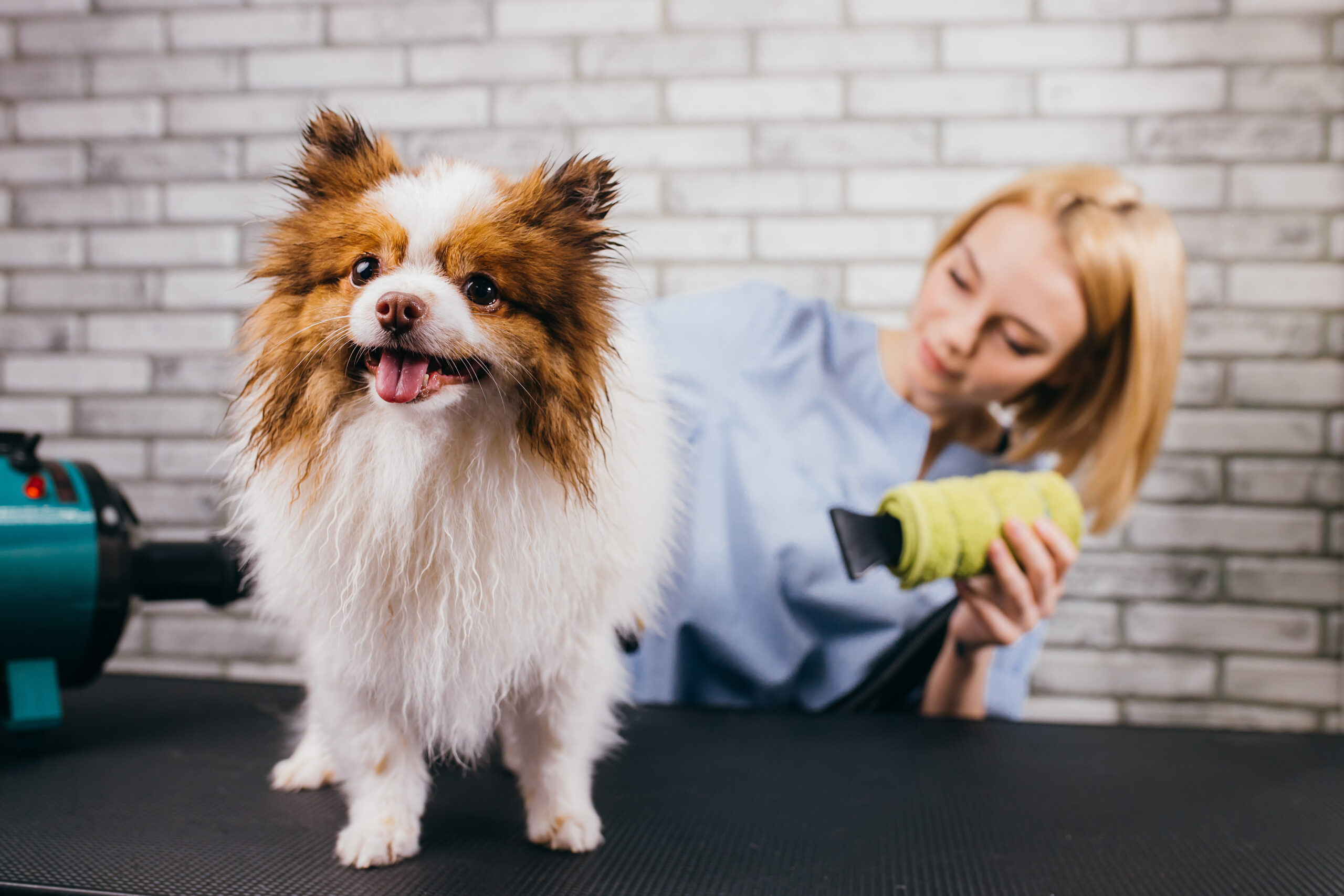 NJ Dog Grooming Guide: Seasonal Haircut Schedule You Need